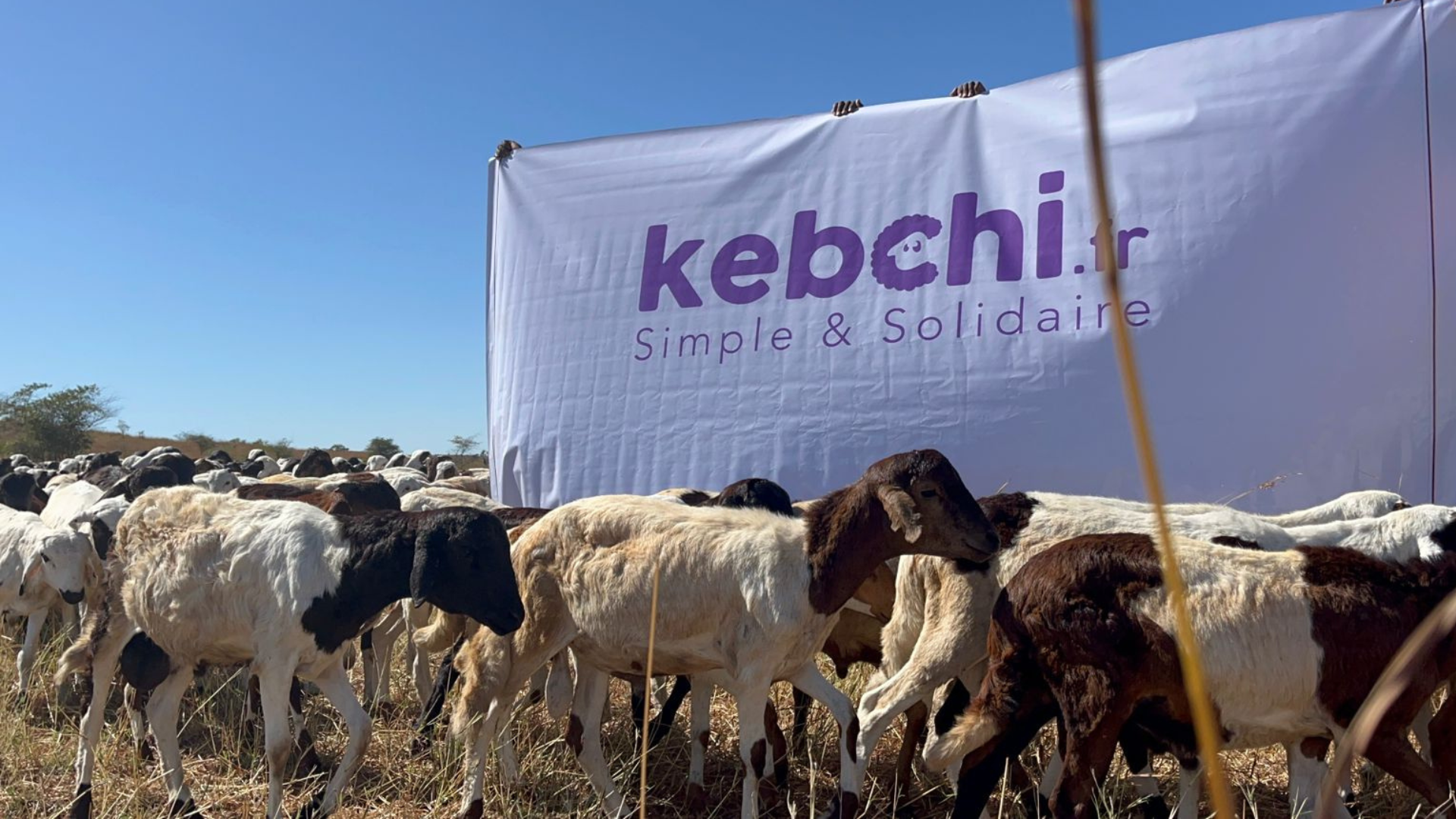 Offrir son mouton pour l’Aïd al-Adha : en Afrique ou en France, une ...